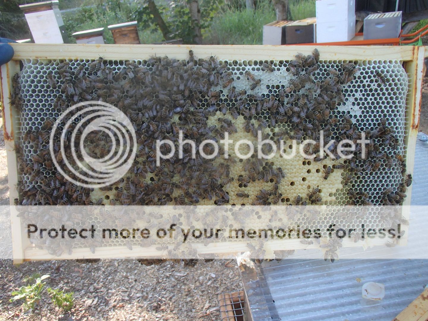 Photos of my partial sheet of foundation in deep frames -experiment | Beesource Beekeeping Forums